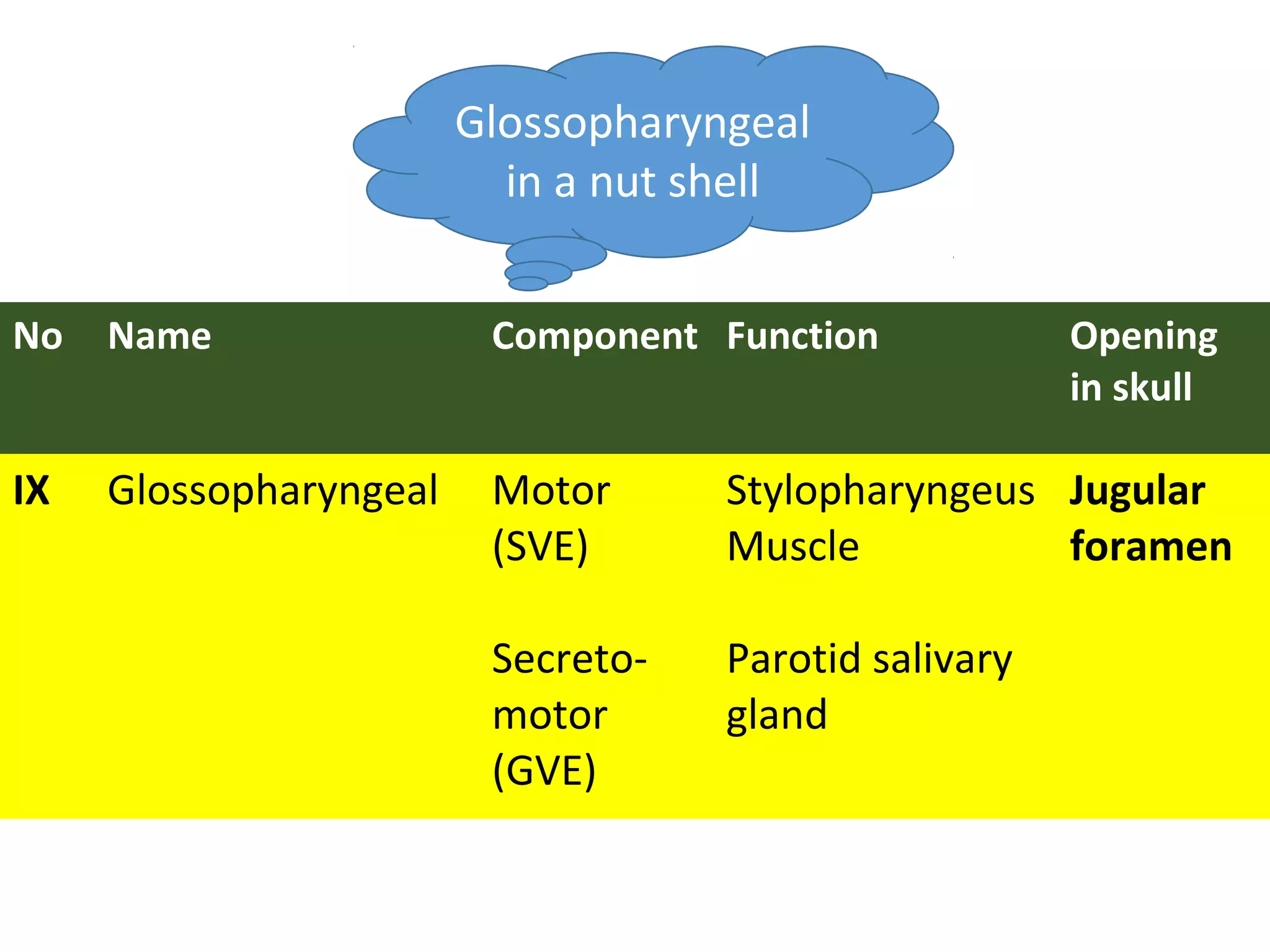 The Cranial Nerves : at a glance | PPT