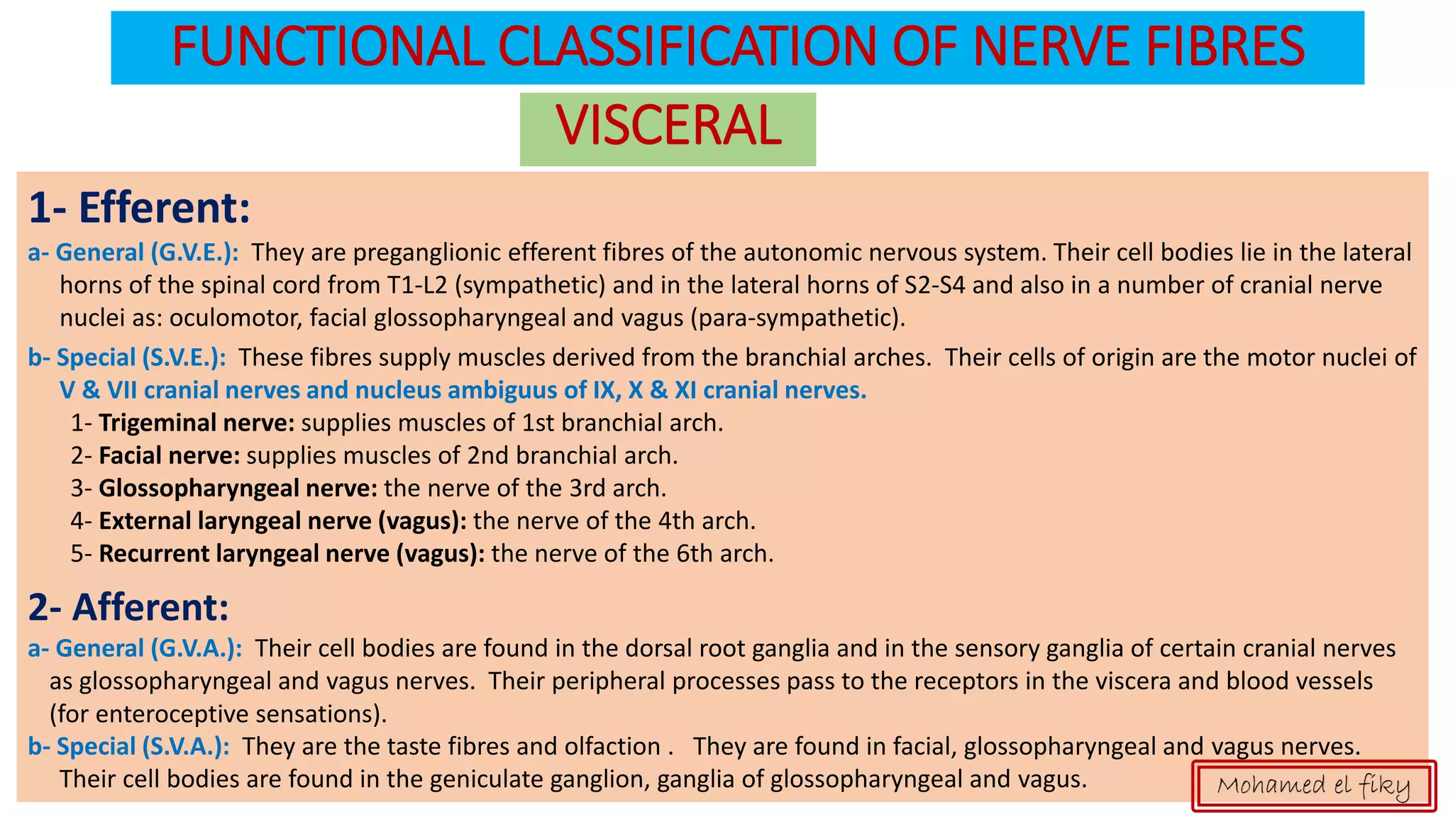 Cranial nerves neuroanatomy | PDF