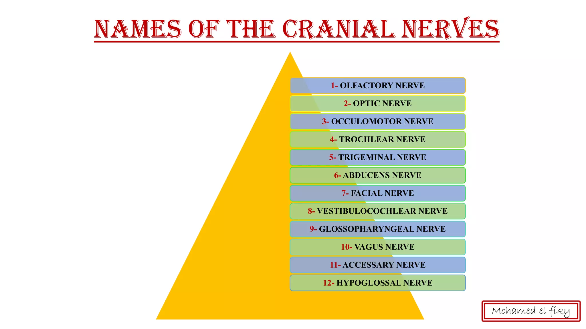 Cranial nerves neuroanatomy | PDF