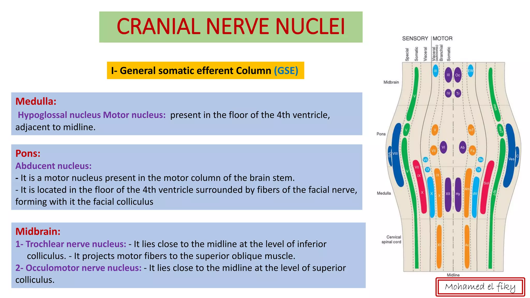 Cranial nerves neuroanatomy | PDF