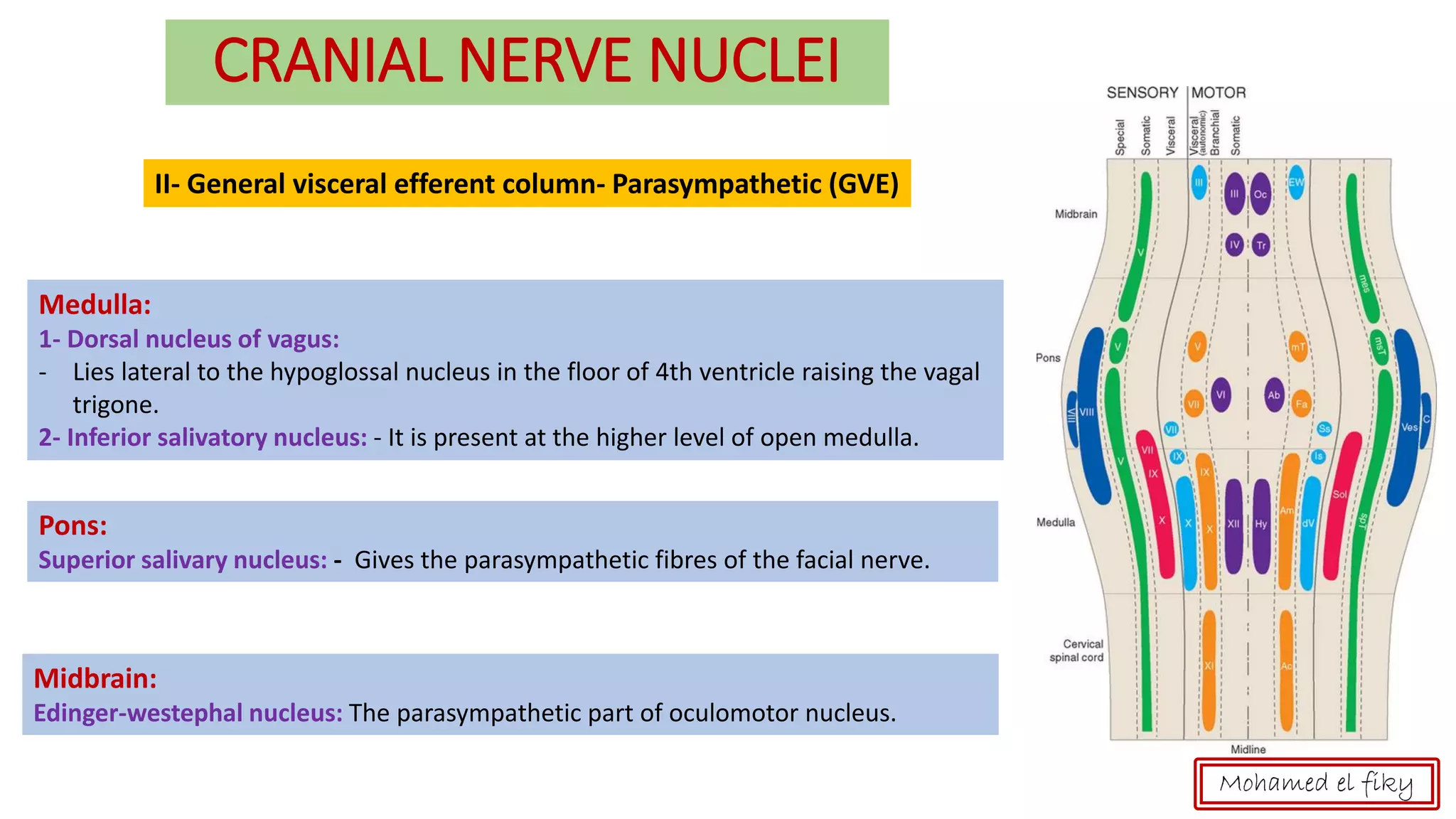 Cranial nerves neuroanatomy | PDF