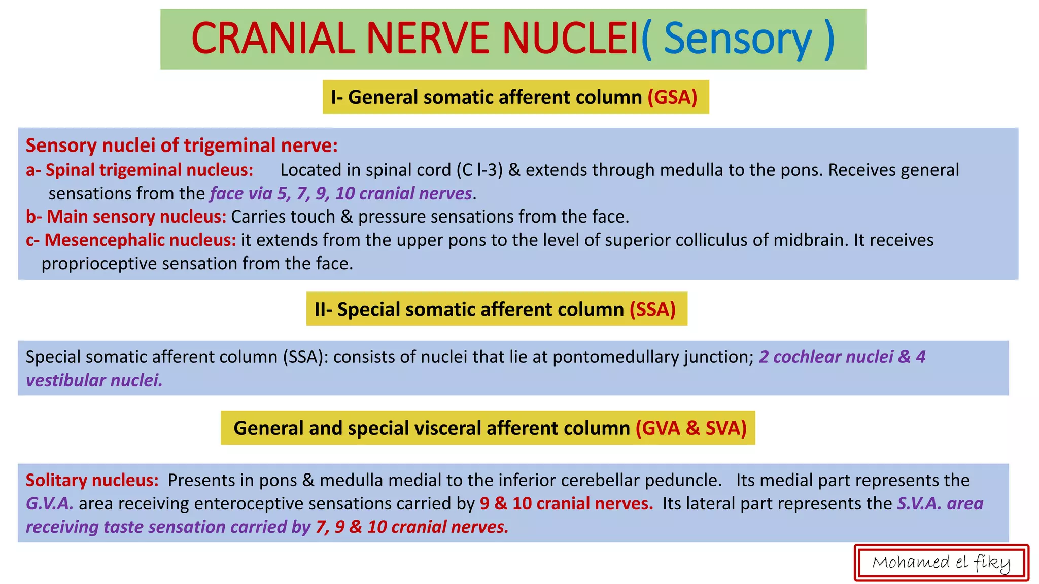 Cranial nerves neuroanatomy | PDF