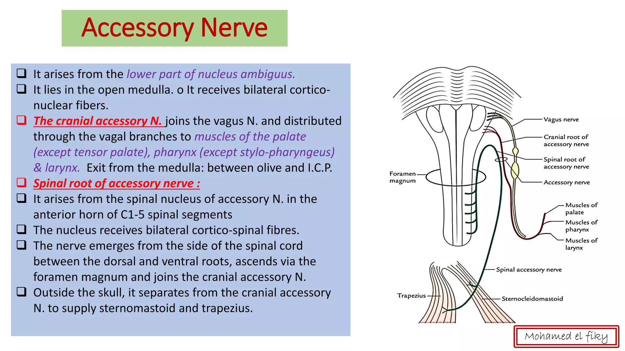 Cranial nerves neuroanatomy | PDF