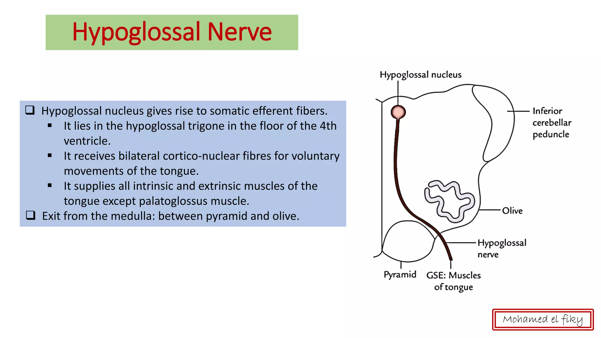 Cranial nerves neuroanatomy | PDF