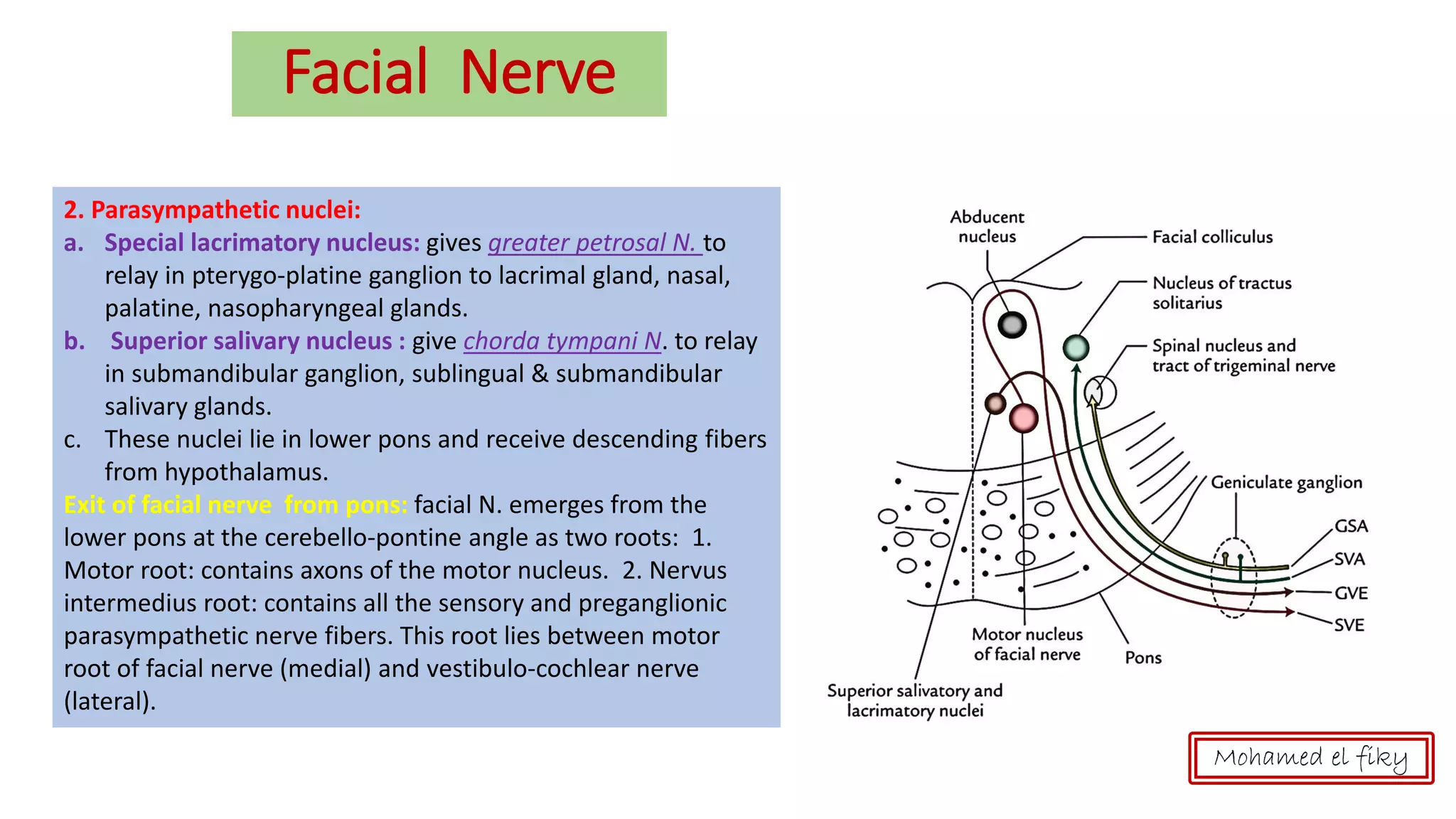 Cranial nerves neuroanatomy | PDF