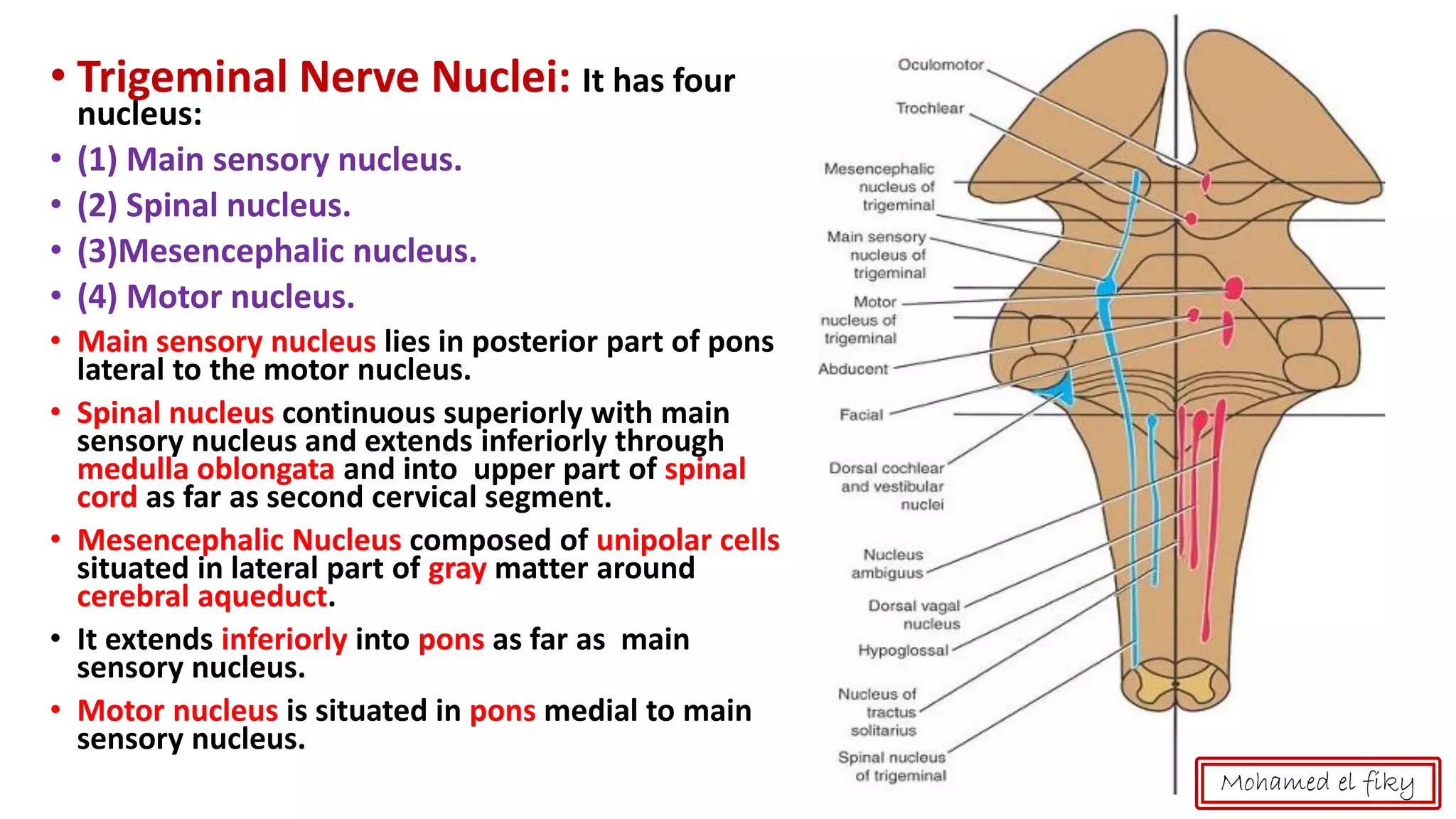 Cranial nerves neuroanatomy | PDF