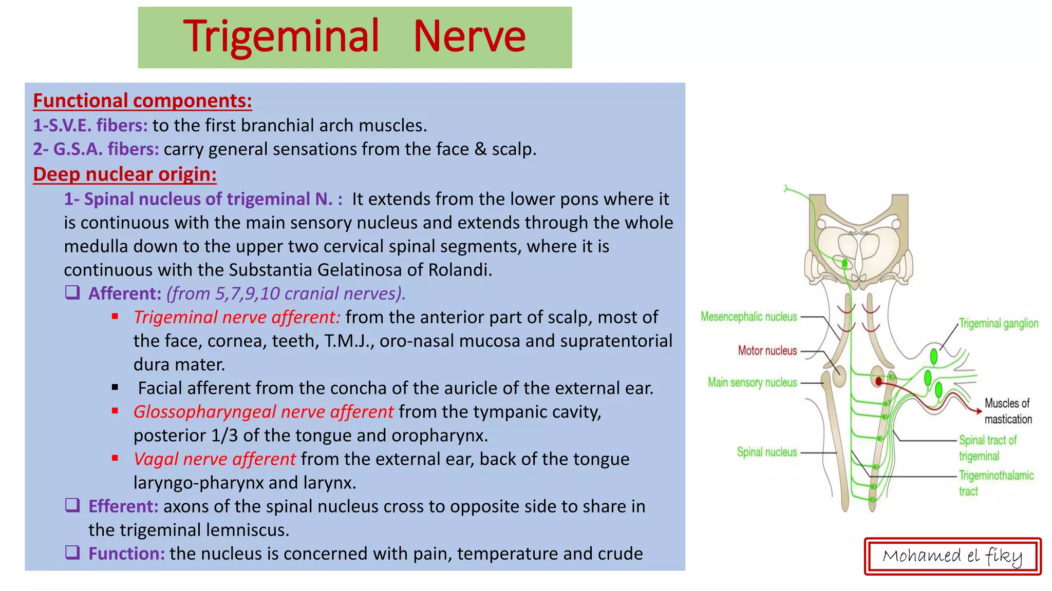 Cranial nerves neuroanatomy | PDF