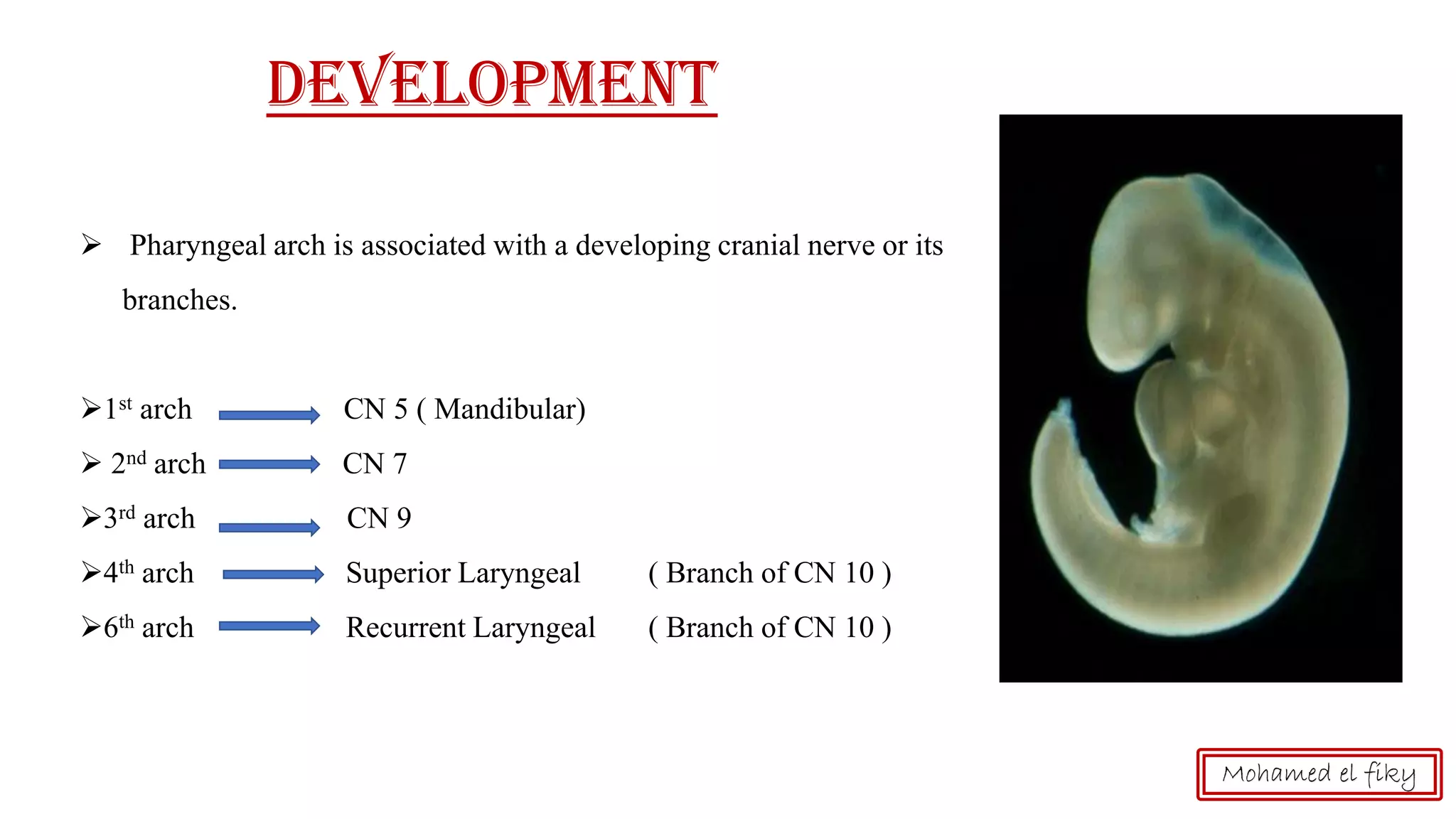 Cranial nerves neuroanatomy | PDF