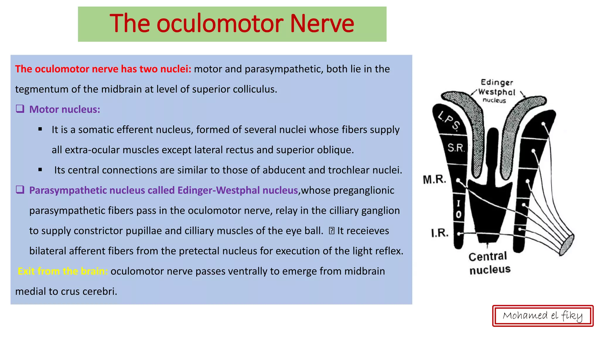 Cranial nerves neuroanatomy | PDF