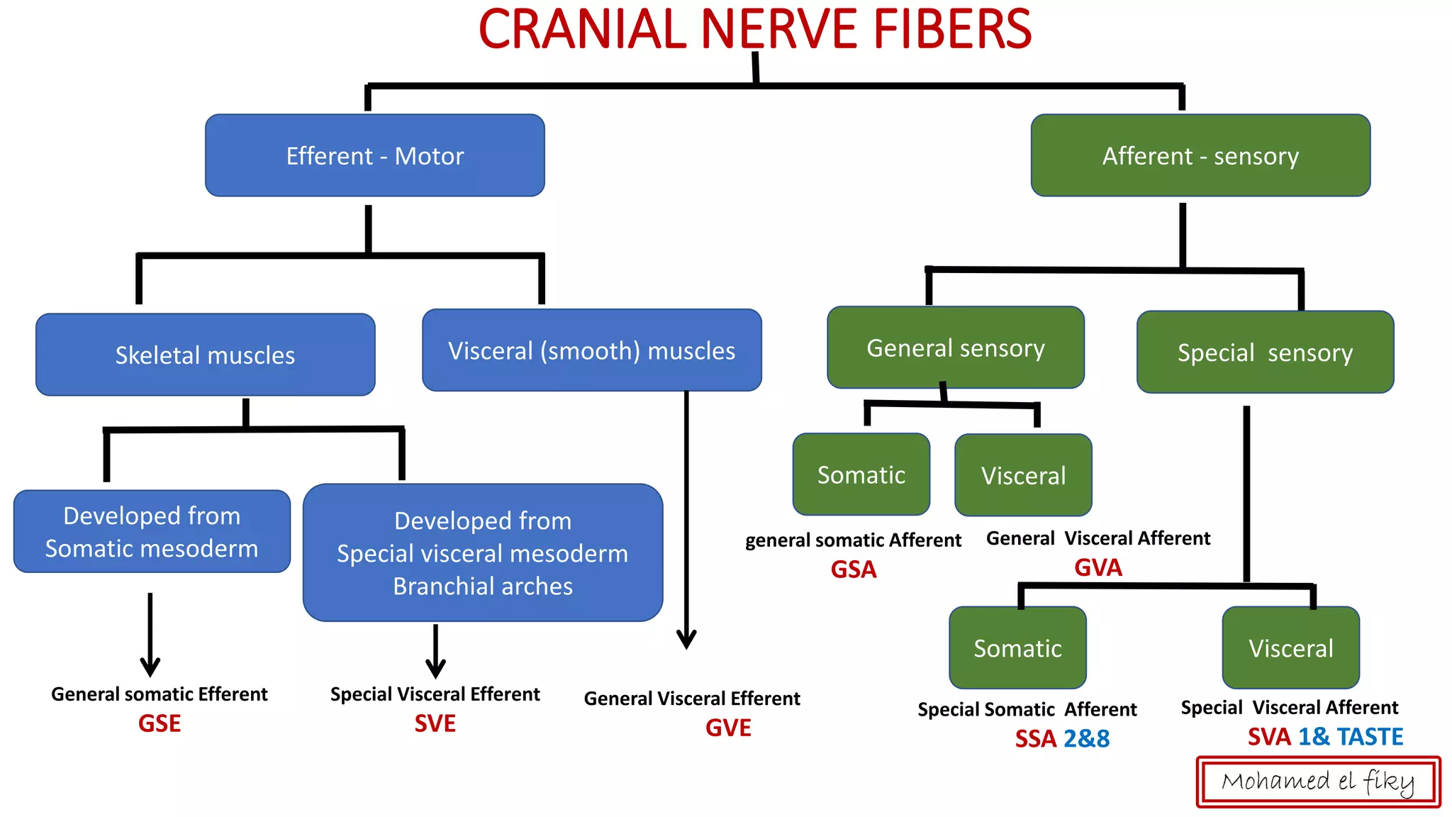 Cranial nerves neuroanatomy | PDF