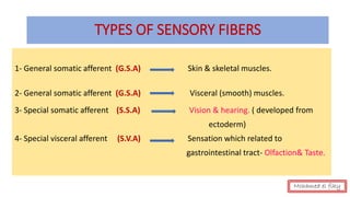 Cranial nerves neuroanatomy | PDF