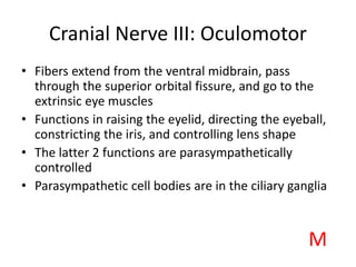 Cranial nerves - esson presentation.pptx