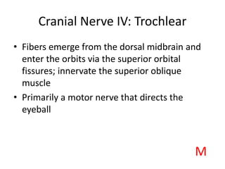 Cranial nerves - esson presentation.pptx
