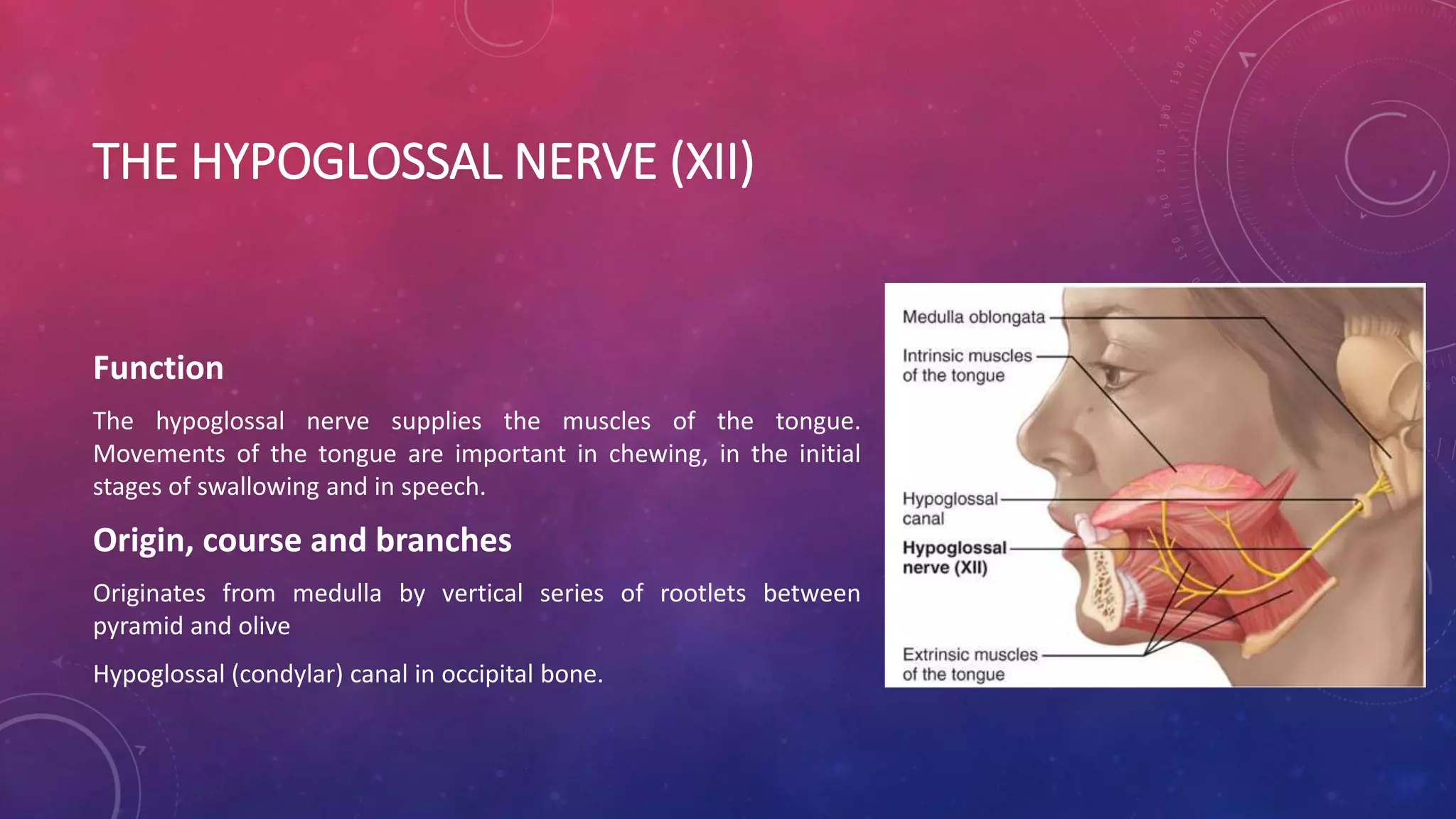 CRANIAL NERVES 01.pptx