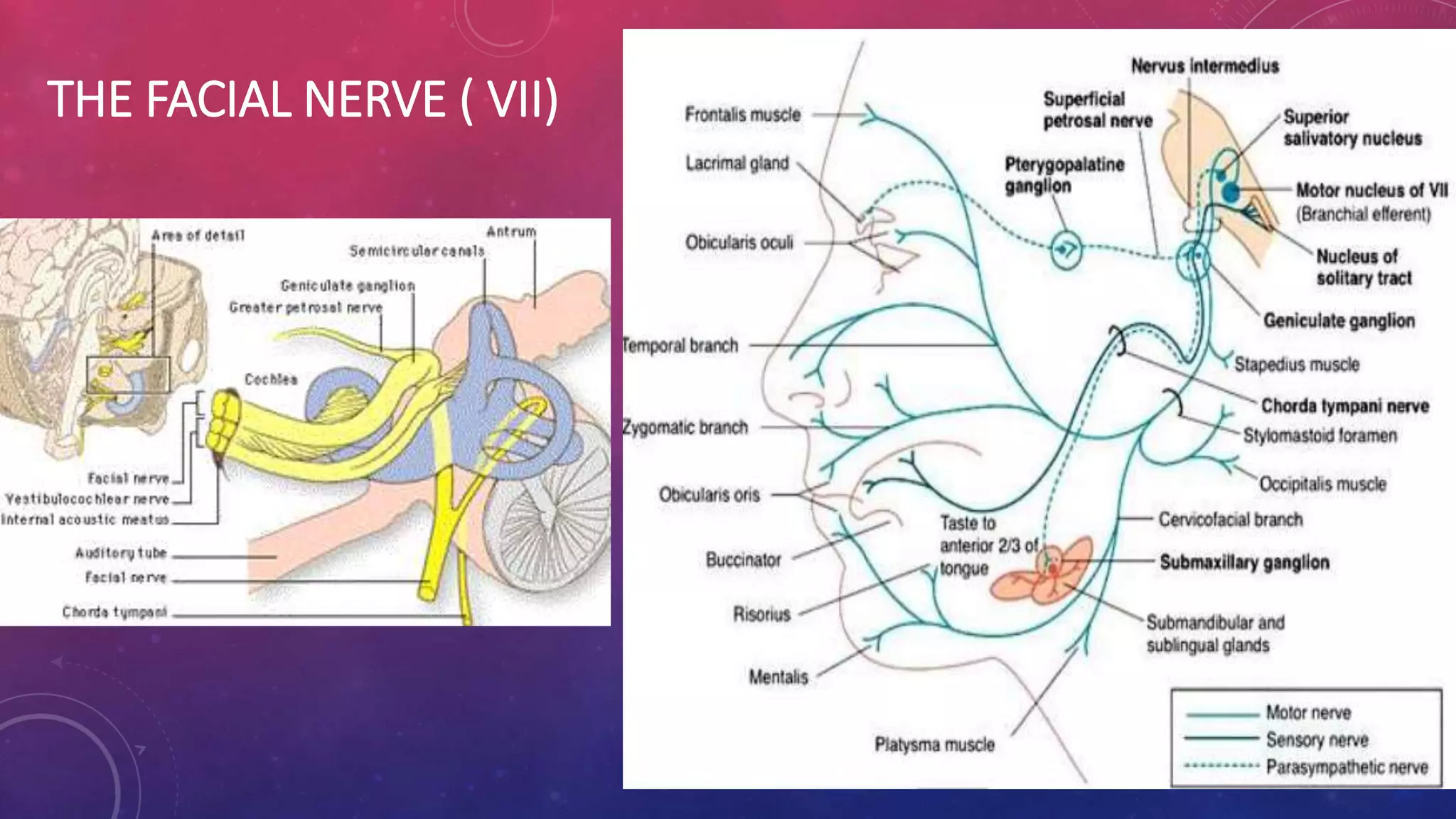 CRANIAL NERVES 01.pptx