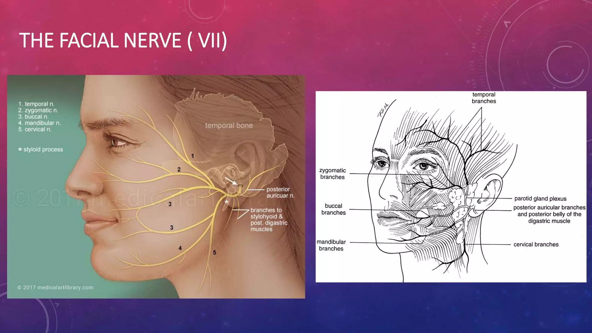CRANIAL NERVES 01.pptx