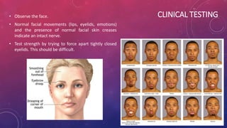 CRANIAL NERVES 01.pptx