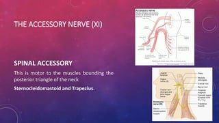 CRANIAL NERVES 01.pptx