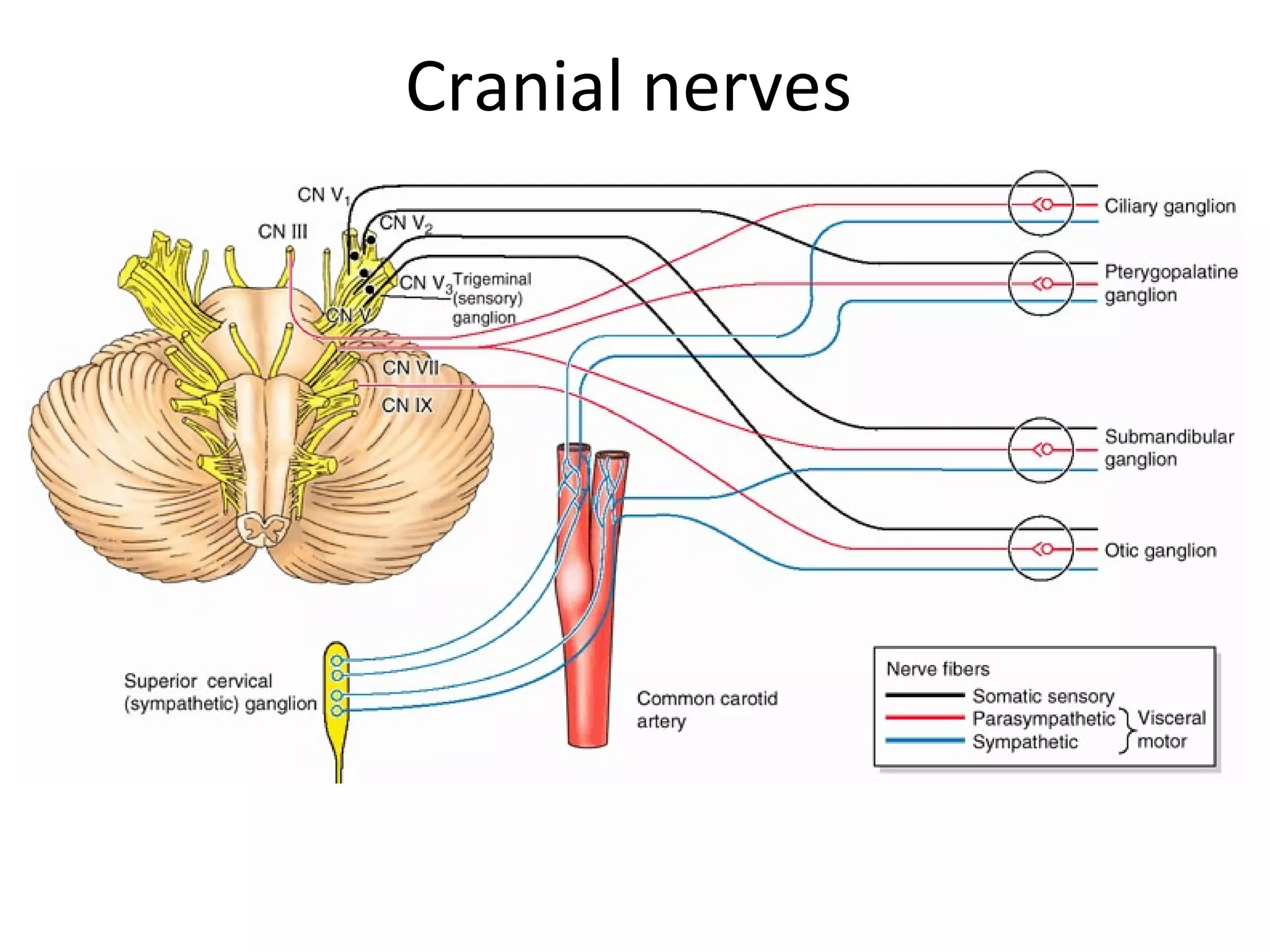 Cranial nerves | PPT