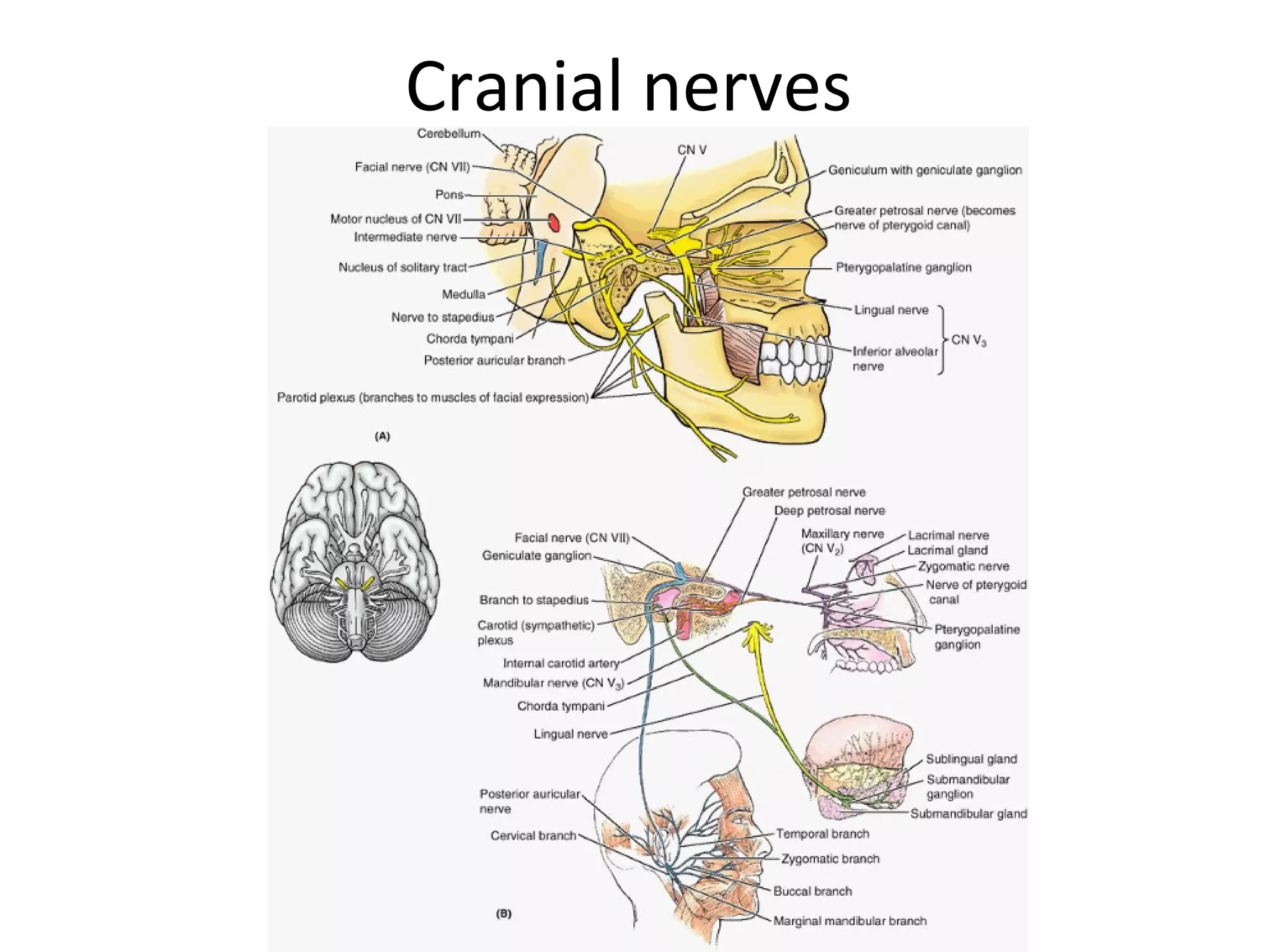 Cranial nerves | PPT