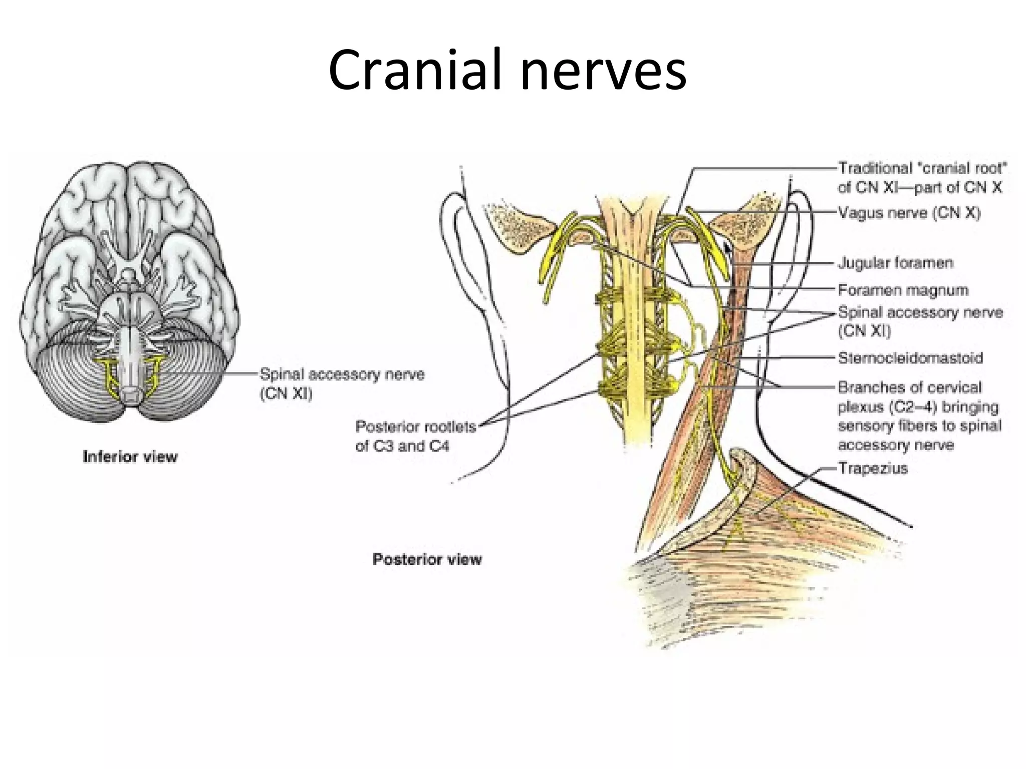 Cranial nerves | PPT