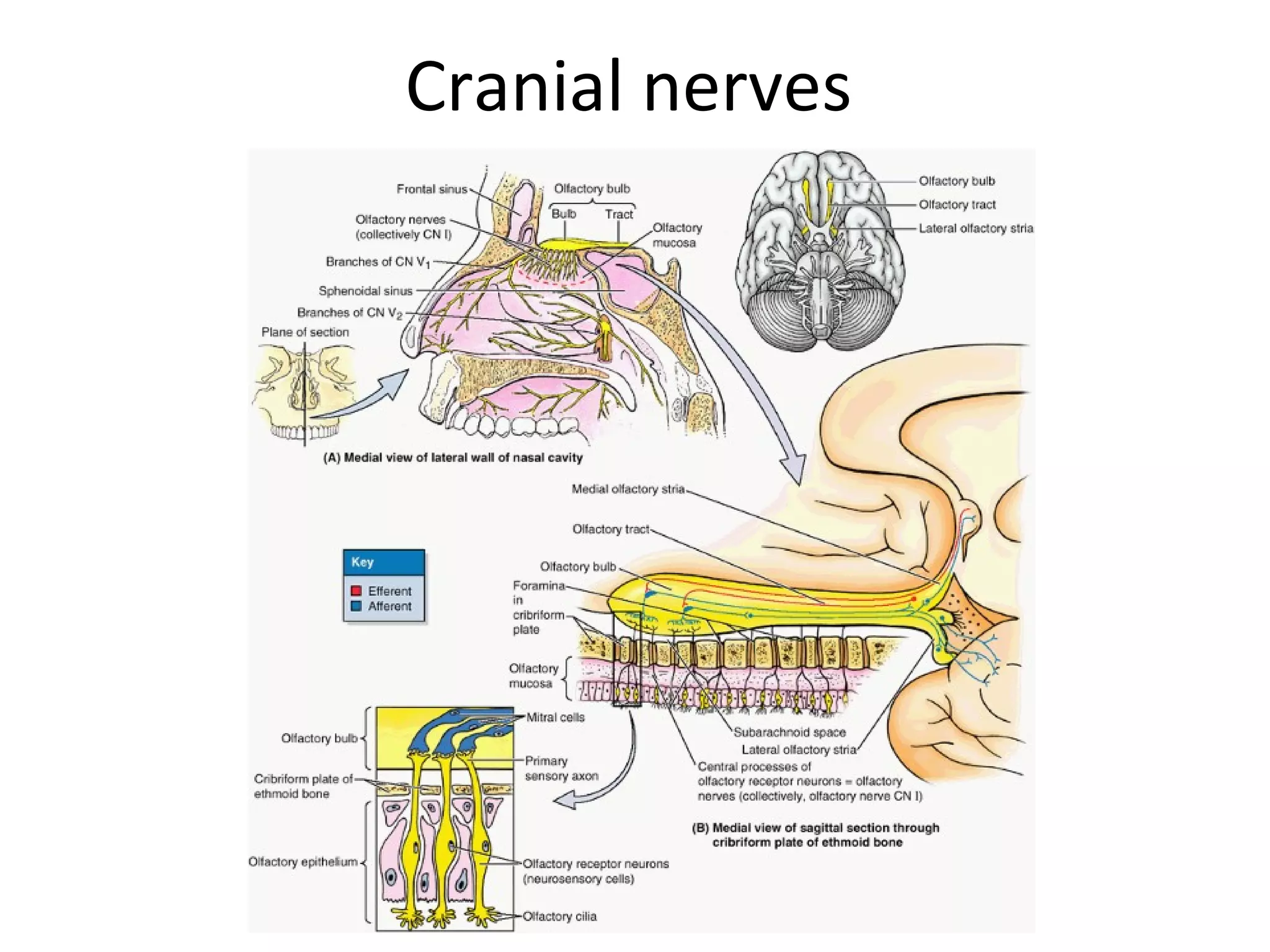 Cranial nerves | PPT