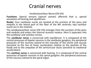 Cranial nerves | PPT