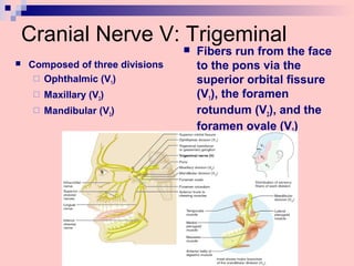Cranial nerves | PPT