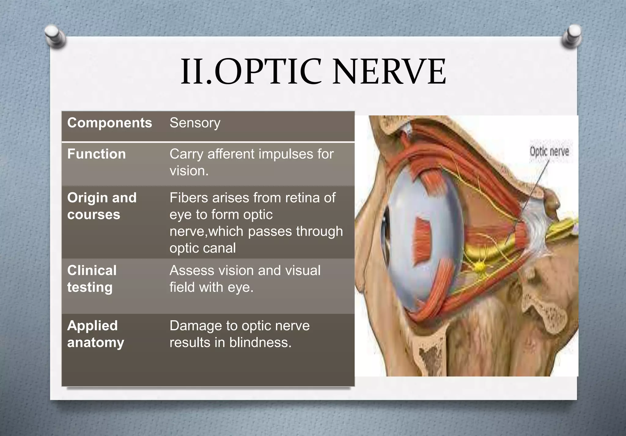 CRANIAL NERVES 1.pptx