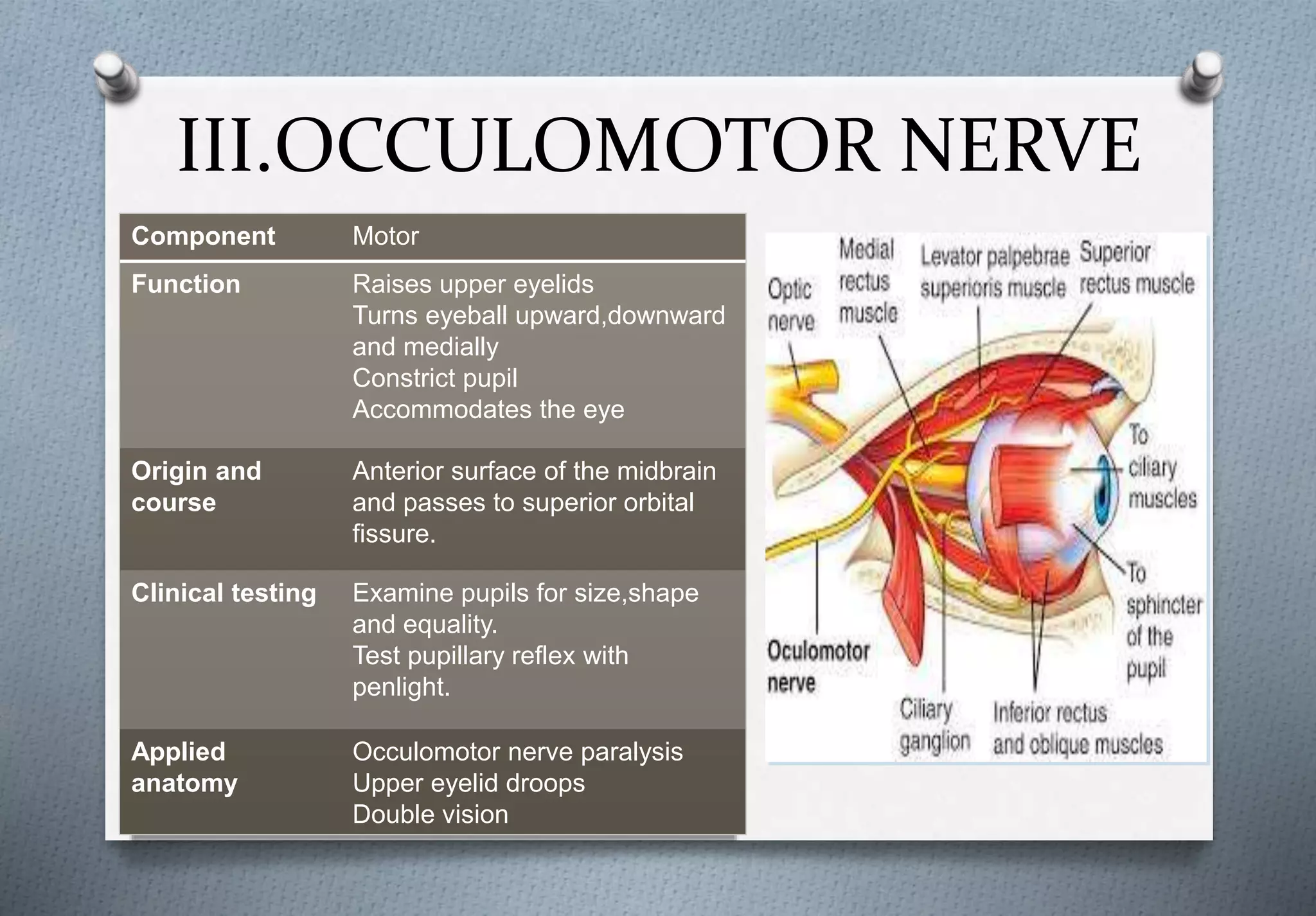 CRANIAL NERVES 1.pptx