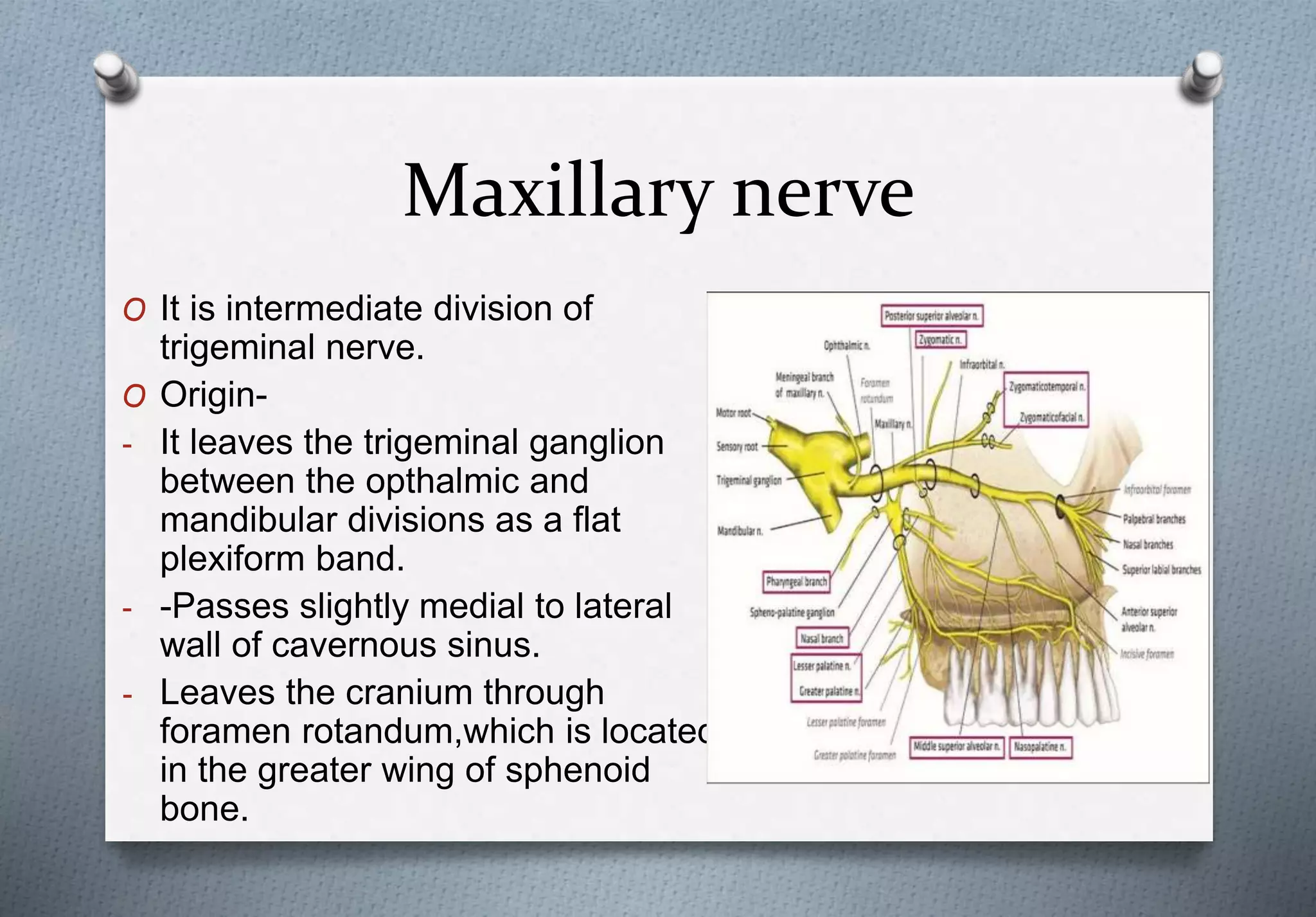CRANIAL NERVES 1.pptx