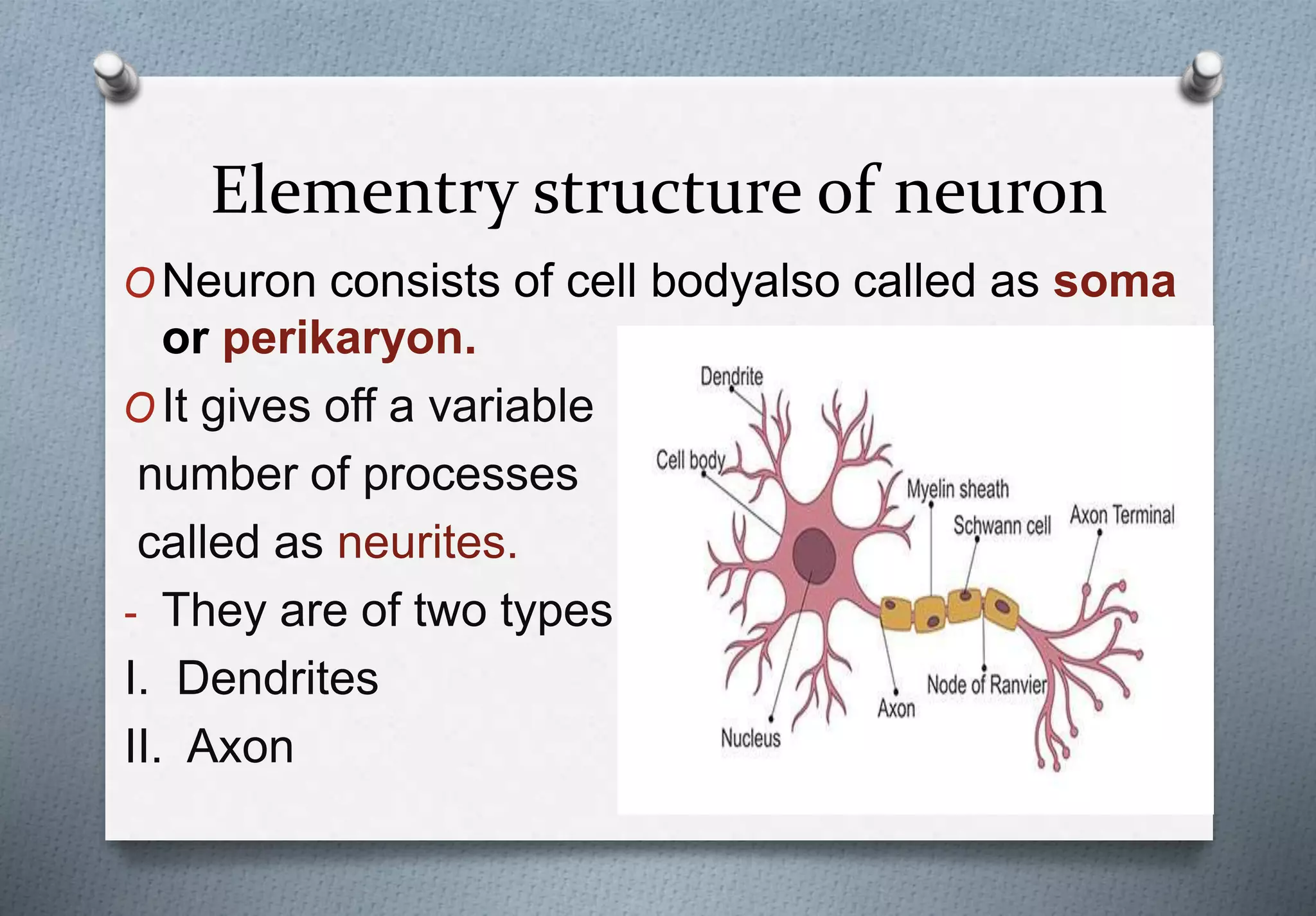 CRANIAL NERVES 1.pptx