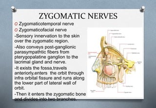 CRANIAL NERVES 1.pptx