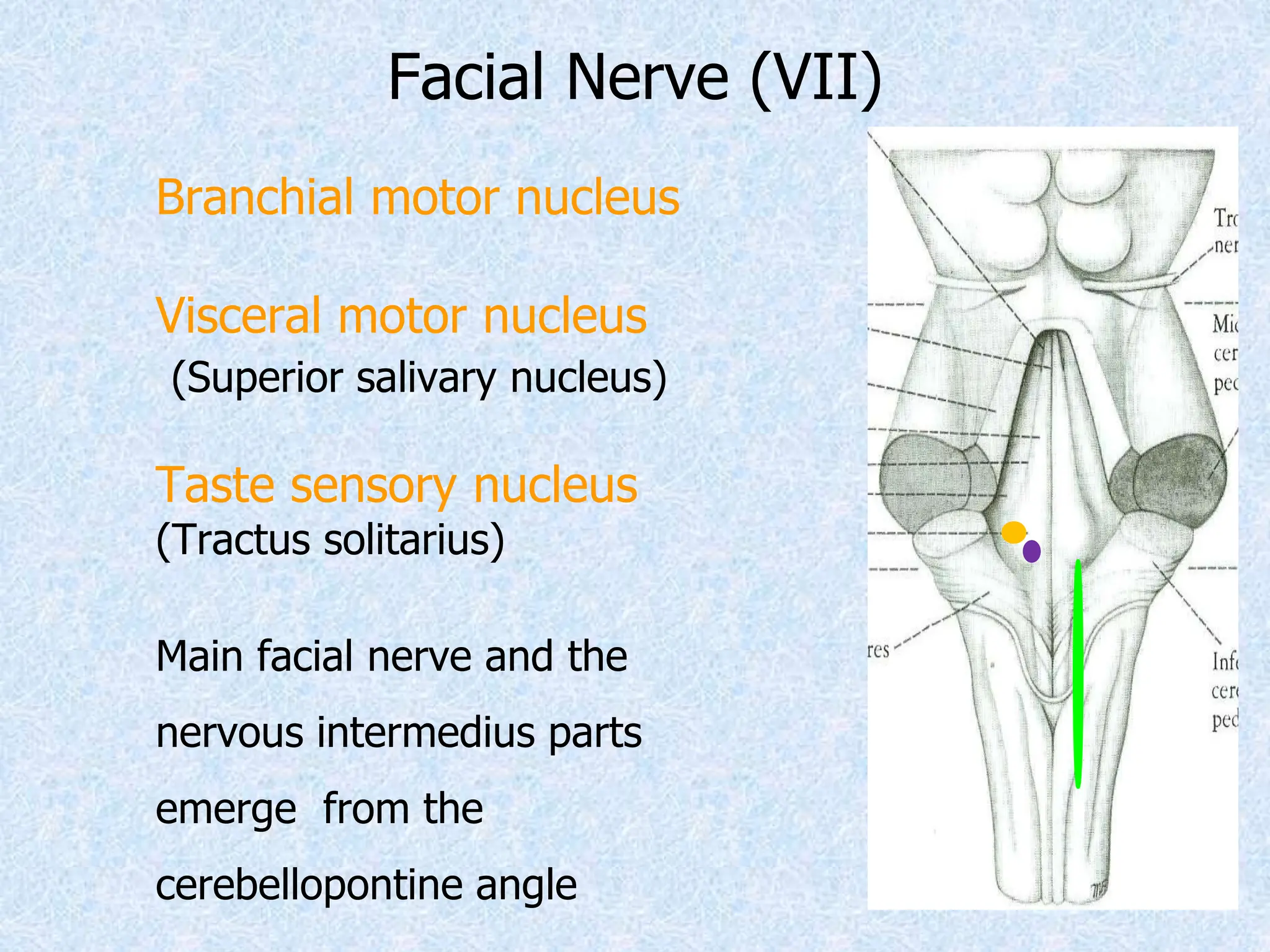 Cranial Nerves vvvvvvvvvvvvvvvvvvvvvvvvvvvvvvvvv (1).ppsx