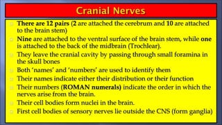 NEUROANATOMY - CRANIAL NERVES AND THEIR DISTRIBUTIONS | PDF