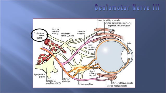 NEUROANATOMY - CRANIAL NERVES AND THEIR DISTRIBUTIONS | PPT