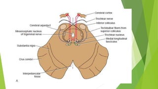 3rd, 4th and 6th Cranial nerves | PPTX