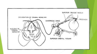 3rd, 4th and 6th Cranial nerves | PPTX