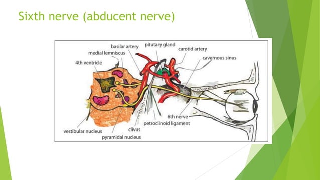 3rd, 4th and 6th Cranial nerves | PPTX | Brain and Nervous System ...