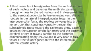 3rd, 4th and 6th Cranial nerves | PPTX