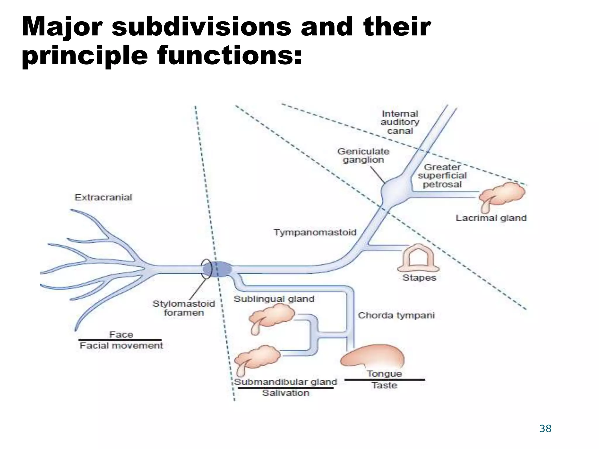 Cranial Nerves 5,7,8.ppt
