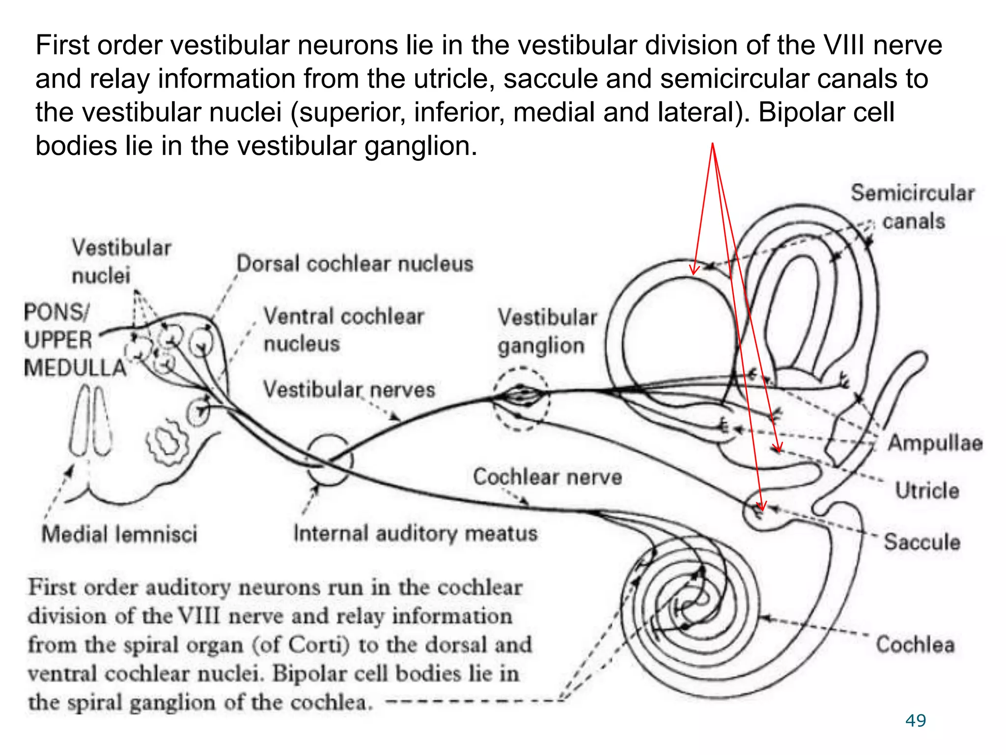 Cranial Nerves 5,7,8.ppt