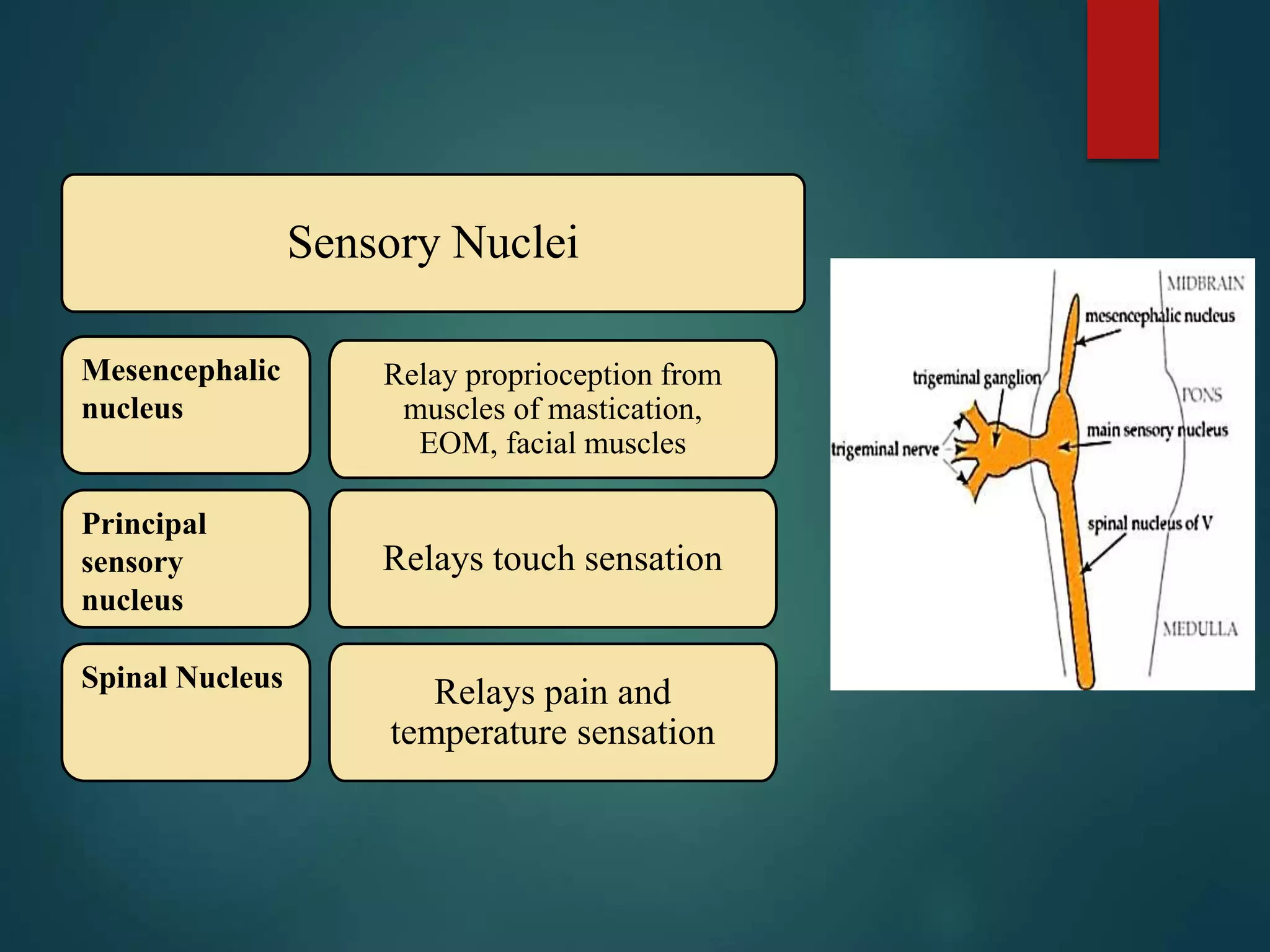 Cranial Nerves 5,7,8.ppt