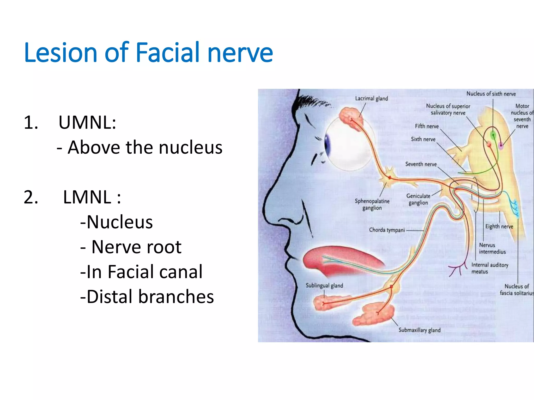Cranial Nerves 5,7,8.ppt