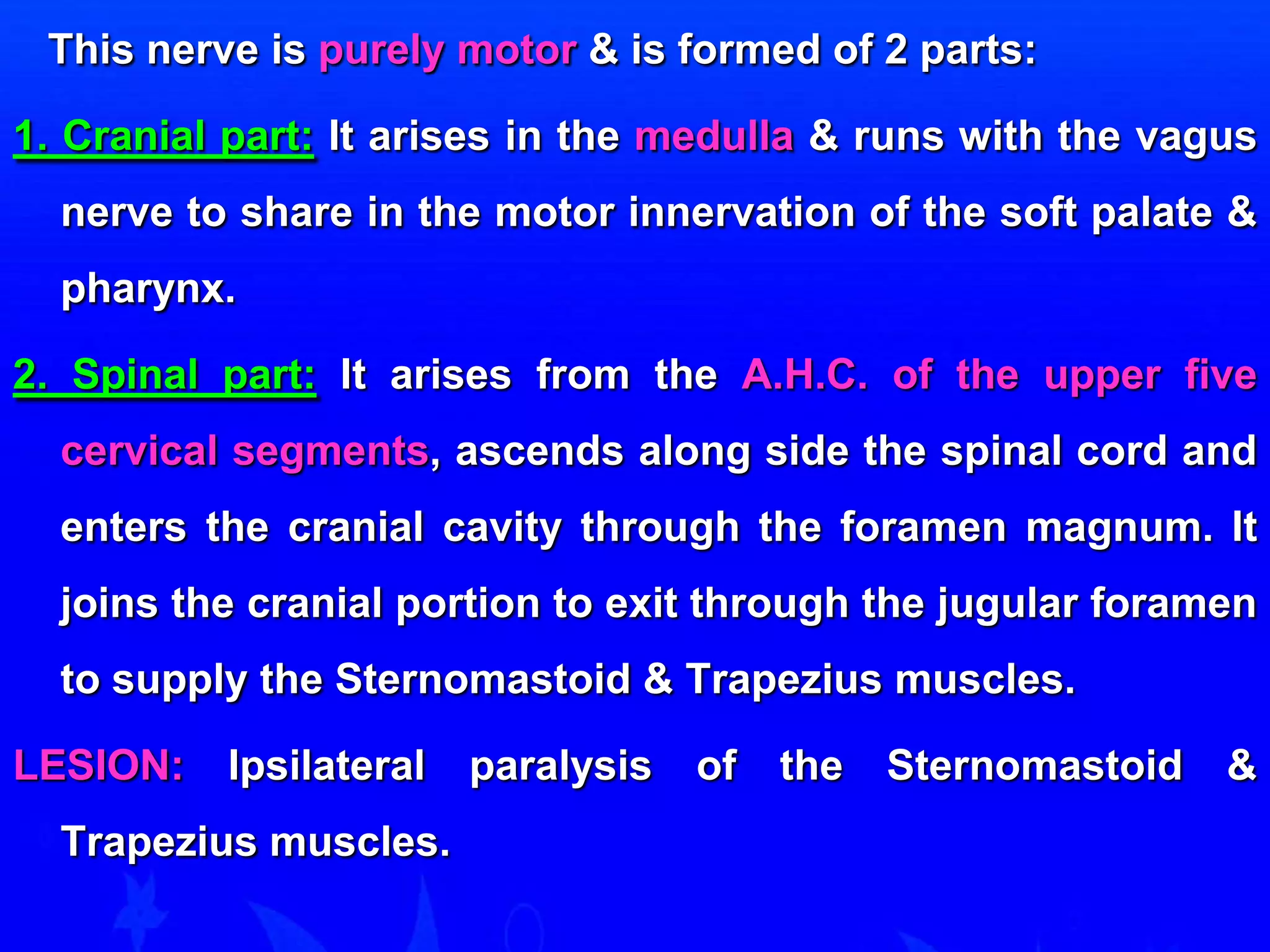Bulbar Cranial nerves (9-10-11-12) - bulbar palsy - Walid Reda Ashour ...
