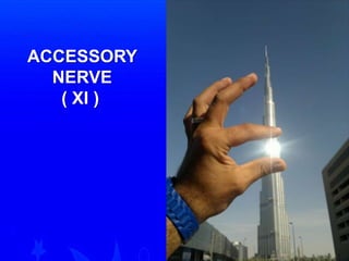 Bulbar Cranial nerves (9-10-11-12) - bulbar palsy - Walid Reda Ashour ...