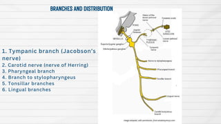 Cranial nerves910112.ppt(medicine life). | PDF