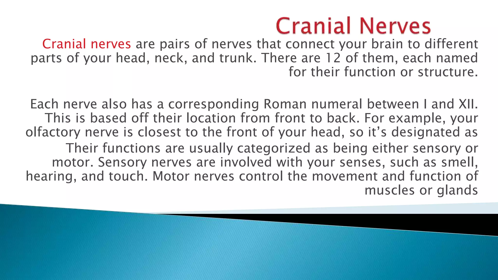 Cranial nerves anatomy and functions | PPTX