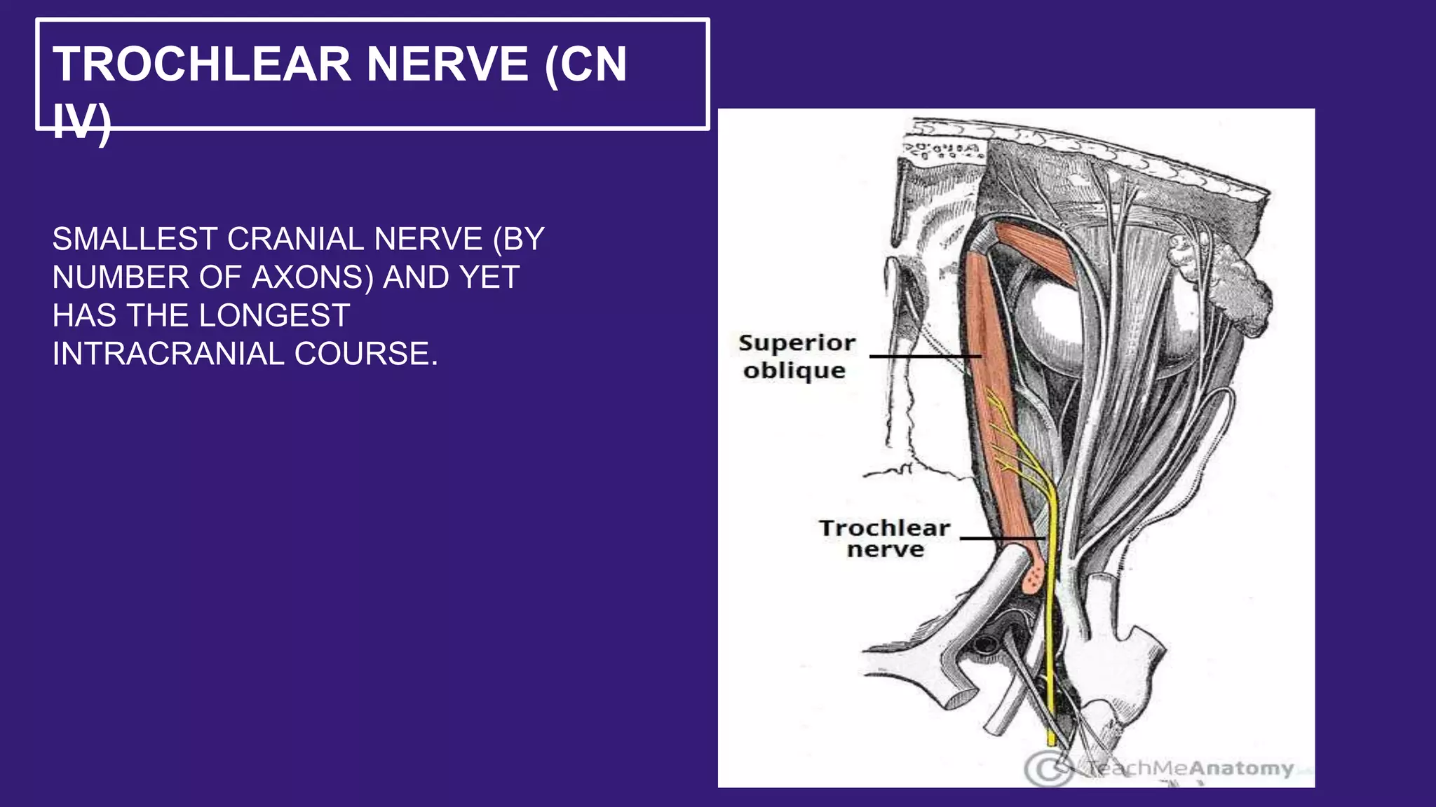 Cranial nerves | PPTX