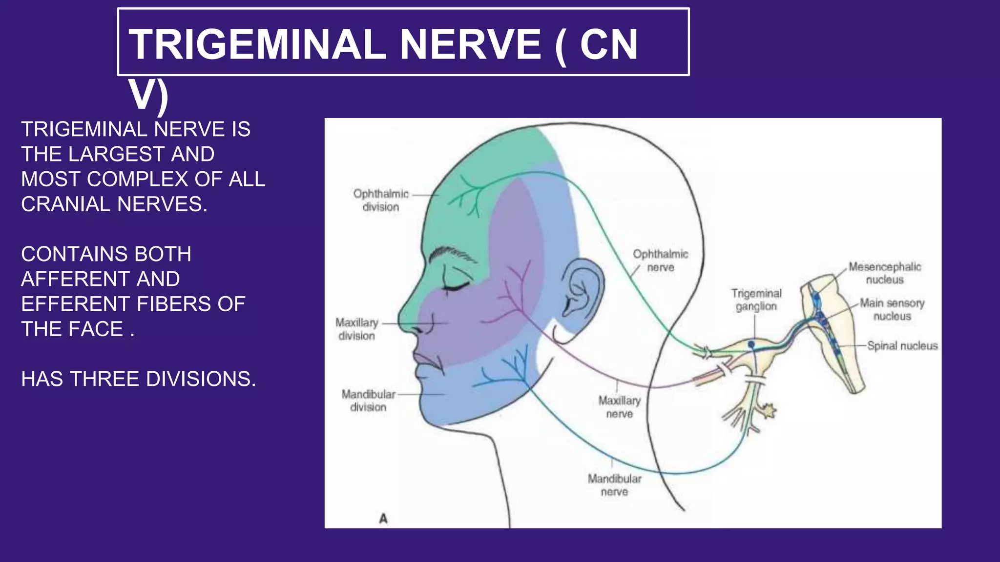 Cranial nerves | PPTX